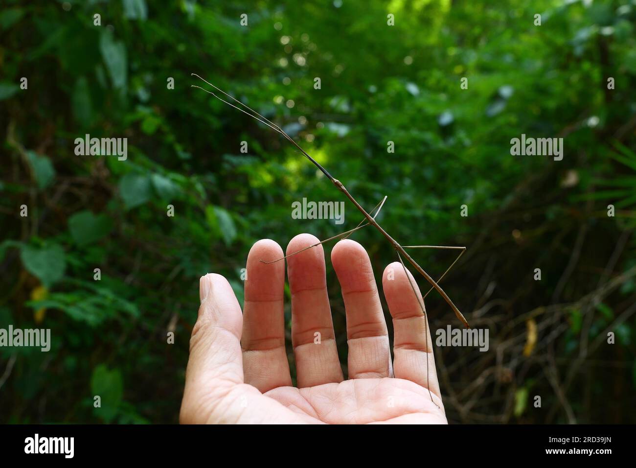 Stink insect hi-res stock photography and images - Alamy