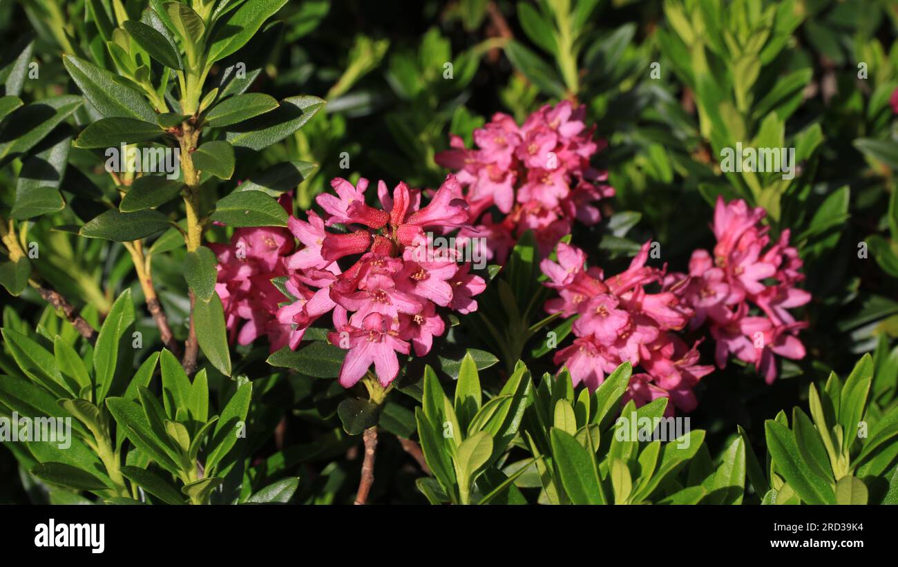 Alpine roses in the mountains hi-res stock photography and images - Alamy