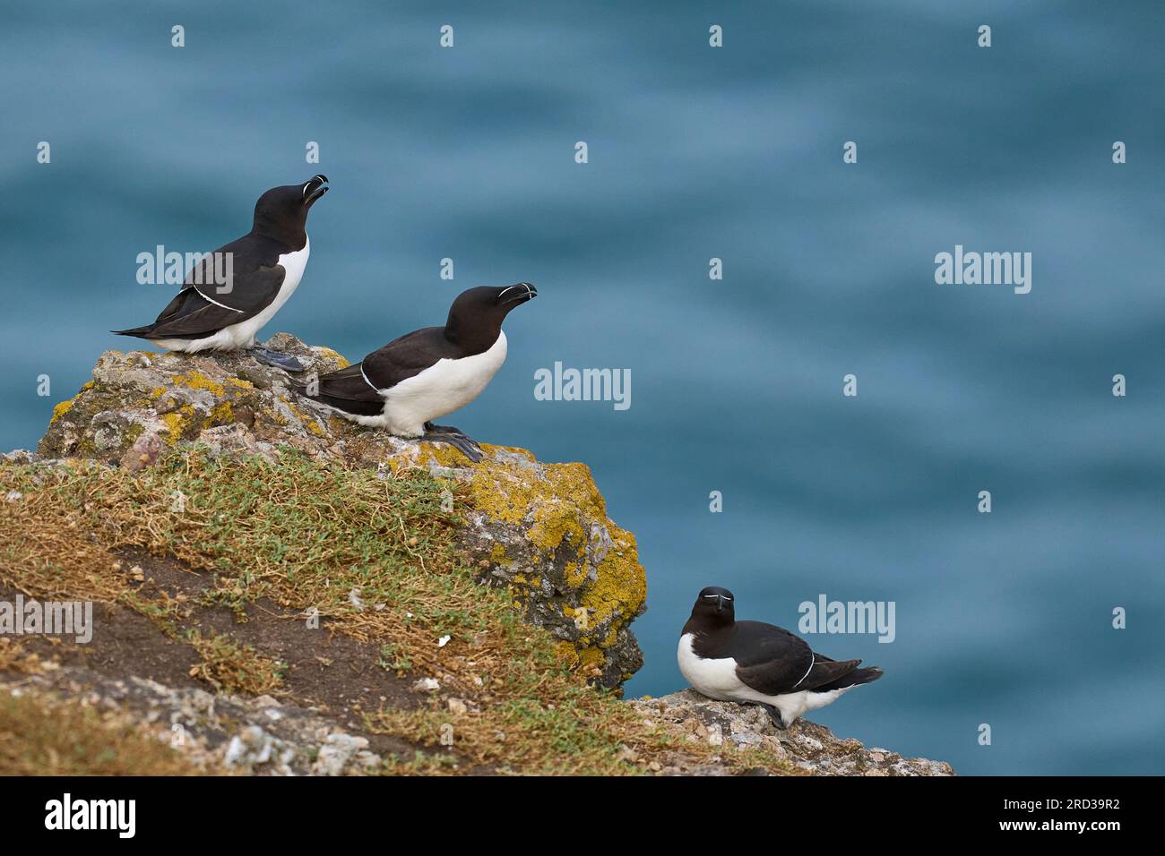 Razorbill (Alca torda) on a rock during the breeding season on Skomer ...