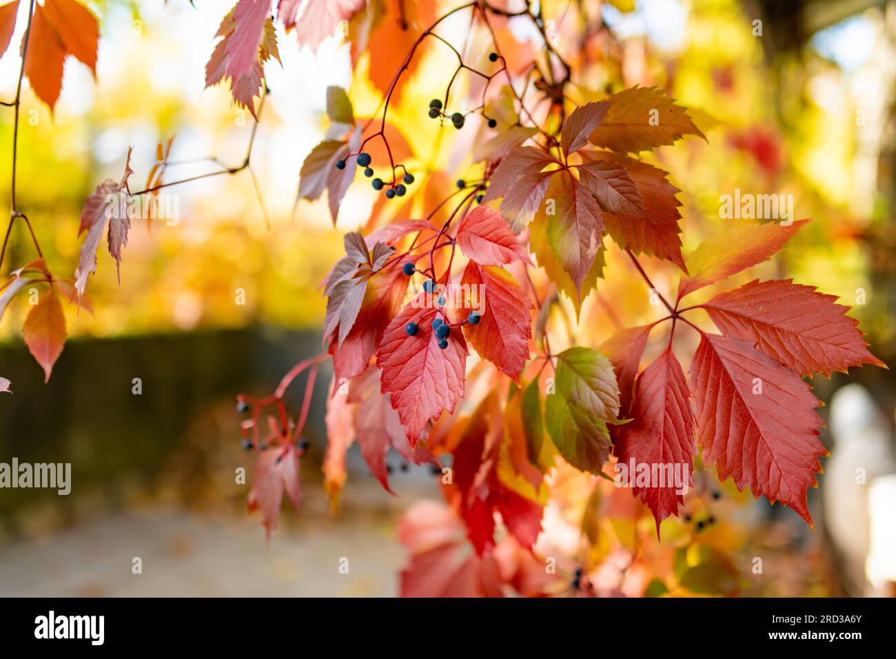 Beautiful red virginia creeper leaves on a tree branch on bright autumn ...