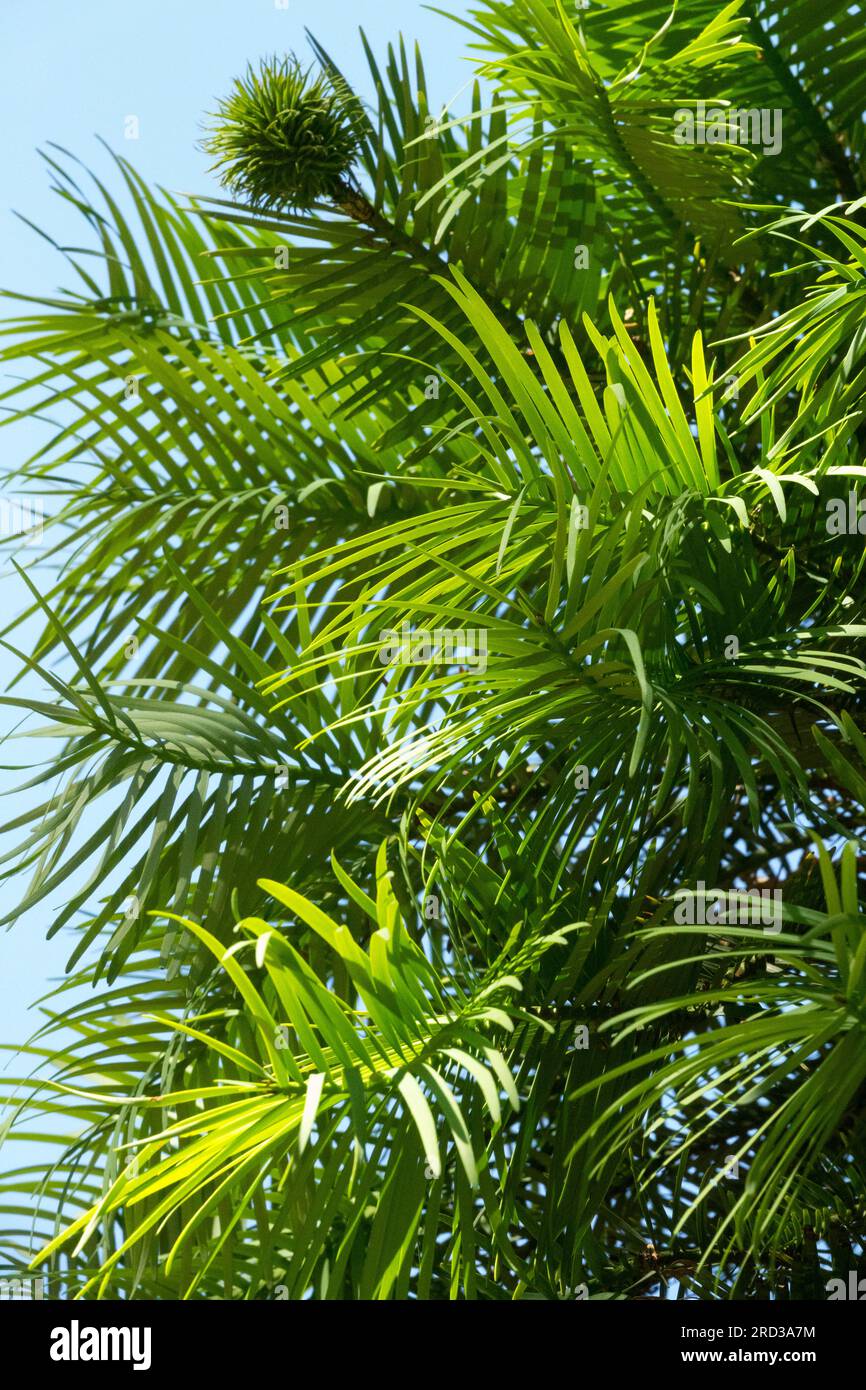 Endangered tree wollemia nobilis cone australian native tree hi-res ...