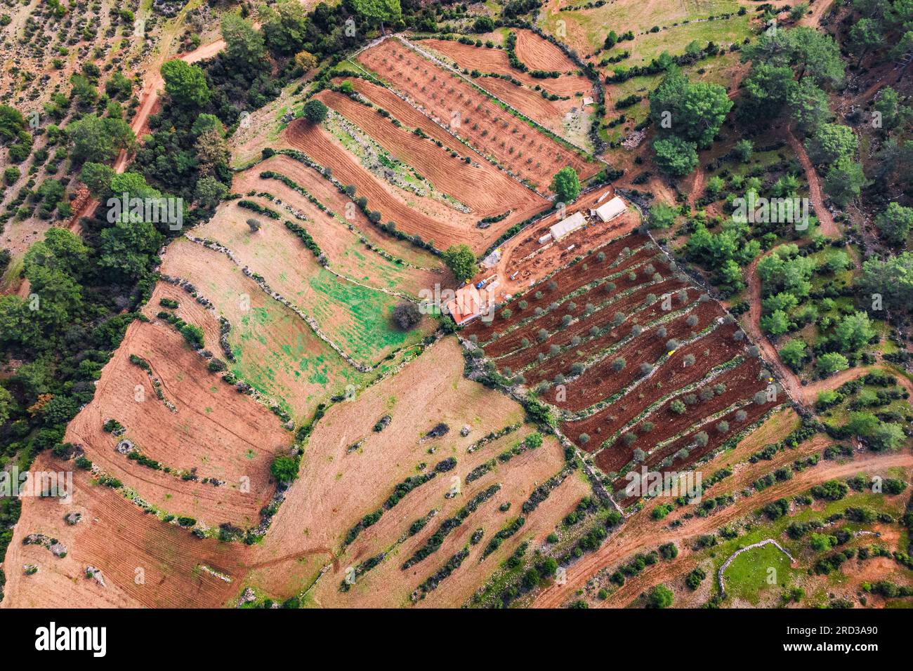 aerial view of a terrace field garden within an olive farm Stock Photo ...