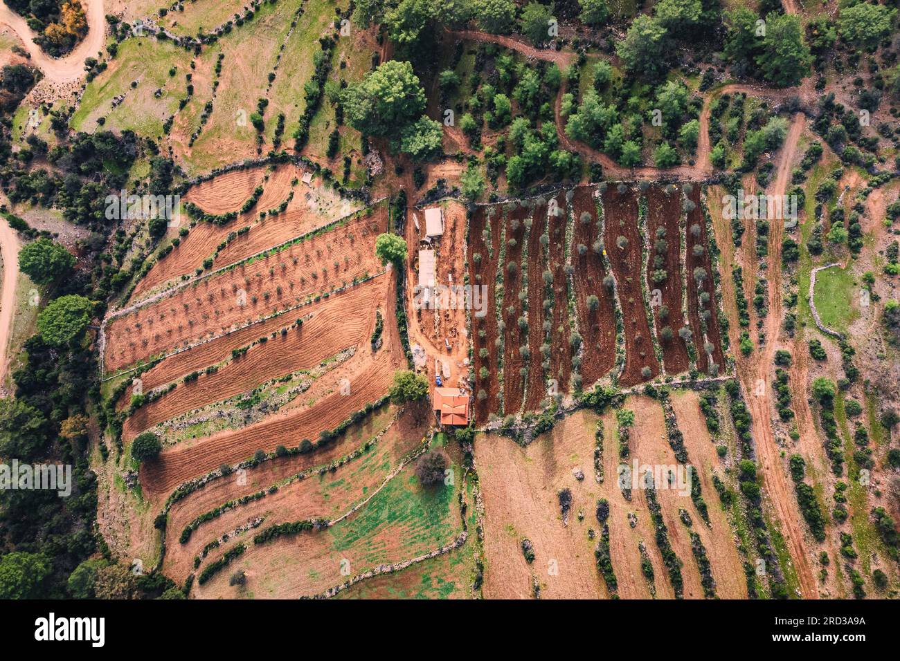 aerial view of a terrace field garden within an olive farm Stock Photo ...