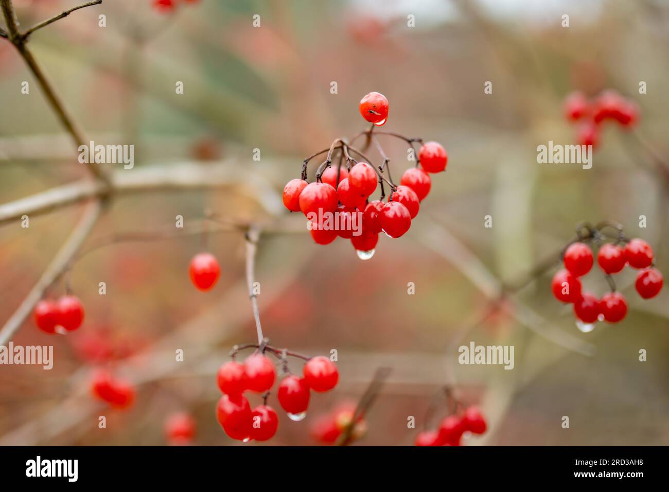 Bright red fruits of viburnum plant on fall day. Beautiful bright ...