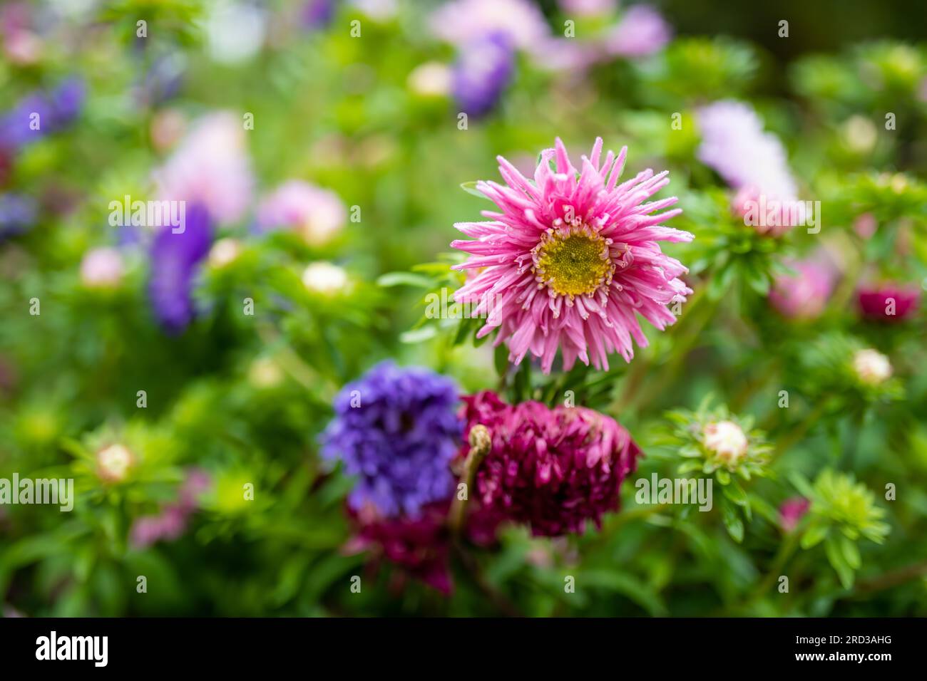 Purple, pink and white aster flowers on a blurred green background ...