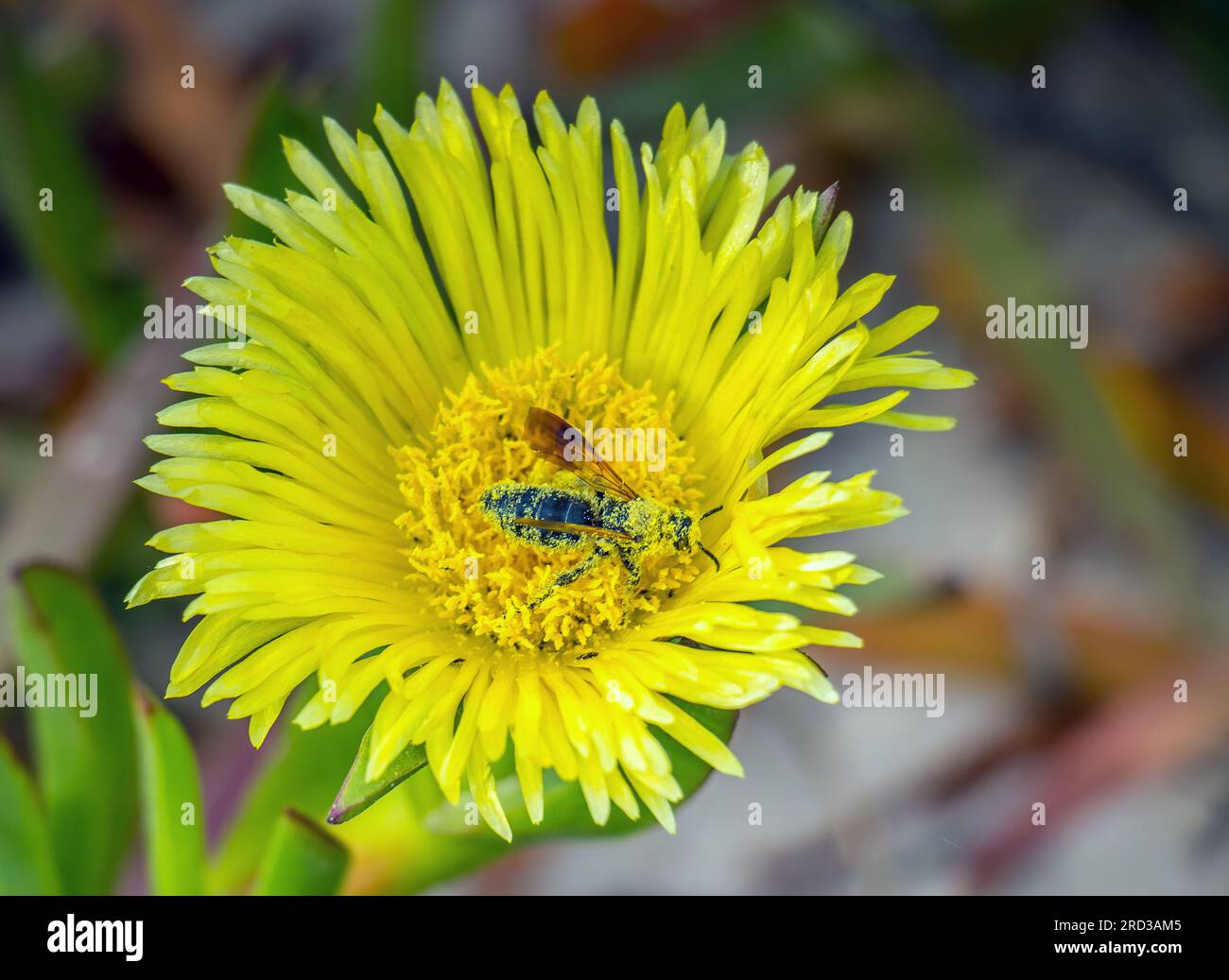 Importance of insects hi-res stock photography and images - Alamy