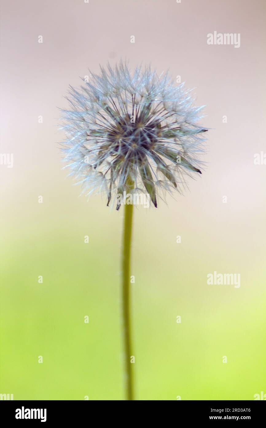 Common Dandelion: Plant Macro Photography Stock Photo - Alamy