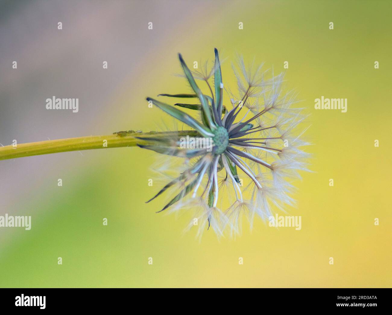 Common Dandelion: Plant Macro Photography Stock Photo - Alamy