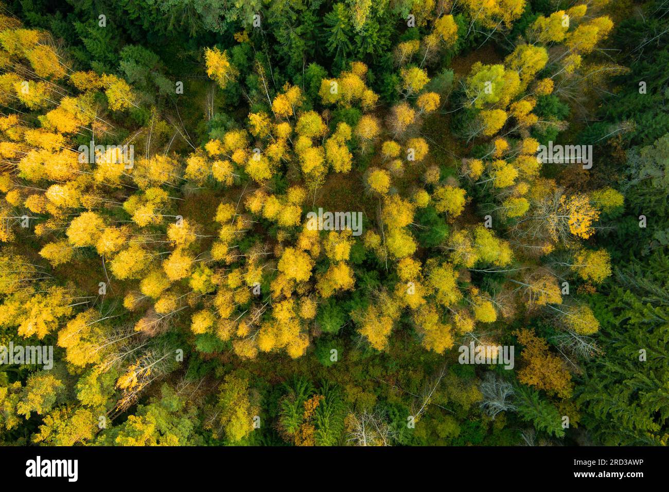 Autumn nature park flyover fall hi-res stock photography and images - Alamy