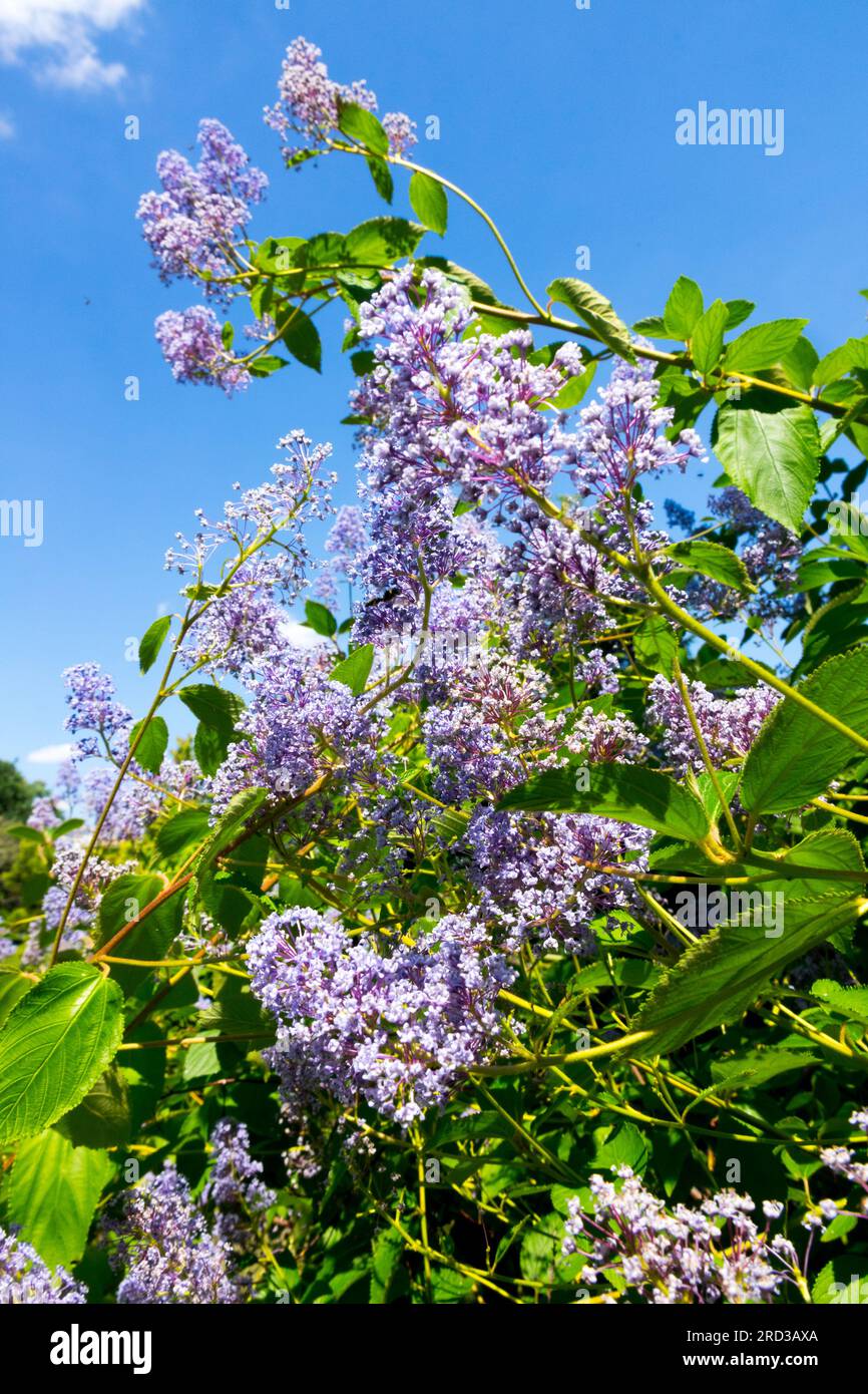 Ceanothus blue hi-res stock photography and images - Alamy