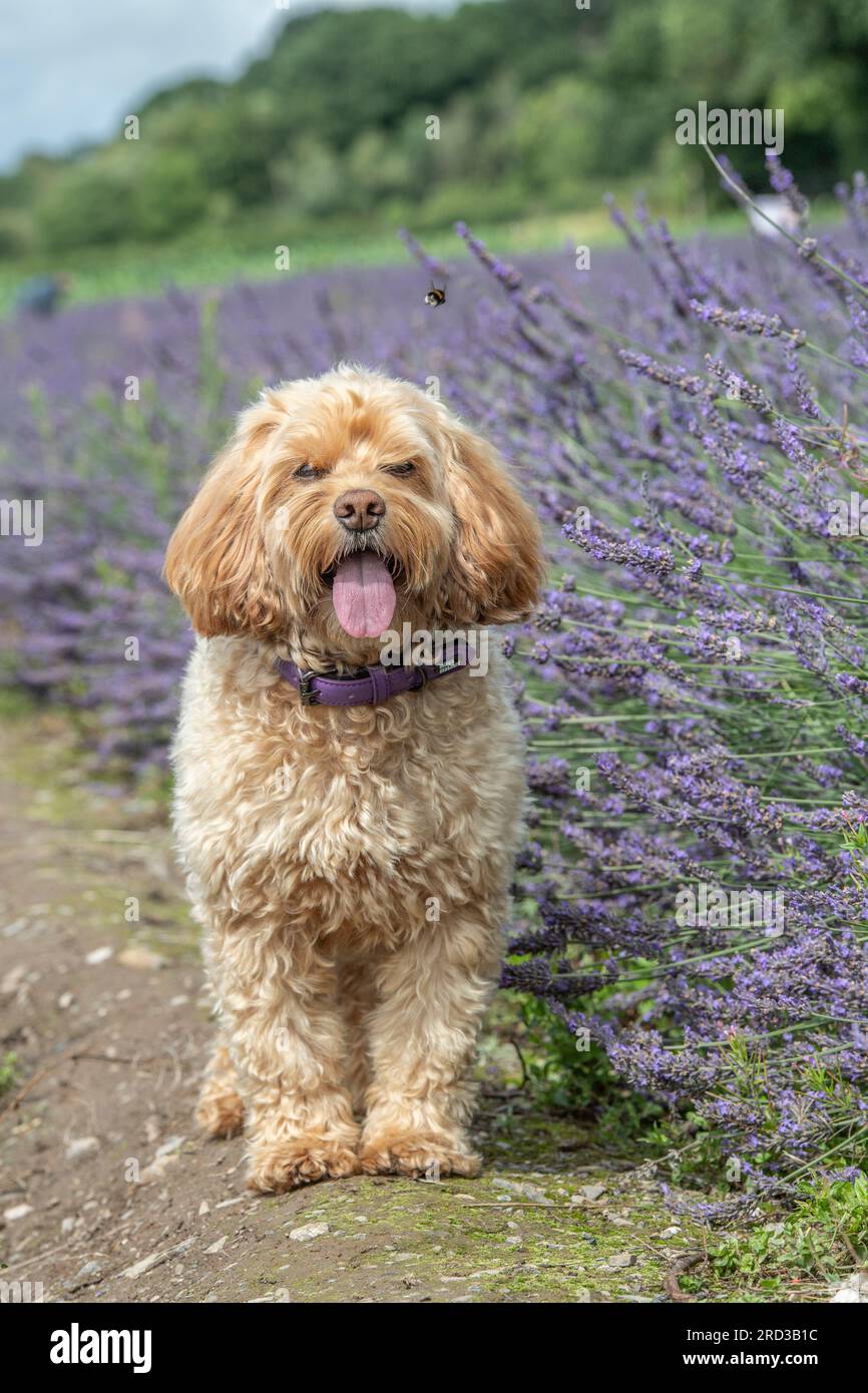 cockapoo dog standing in lavenrer Stock Photo - Alamy