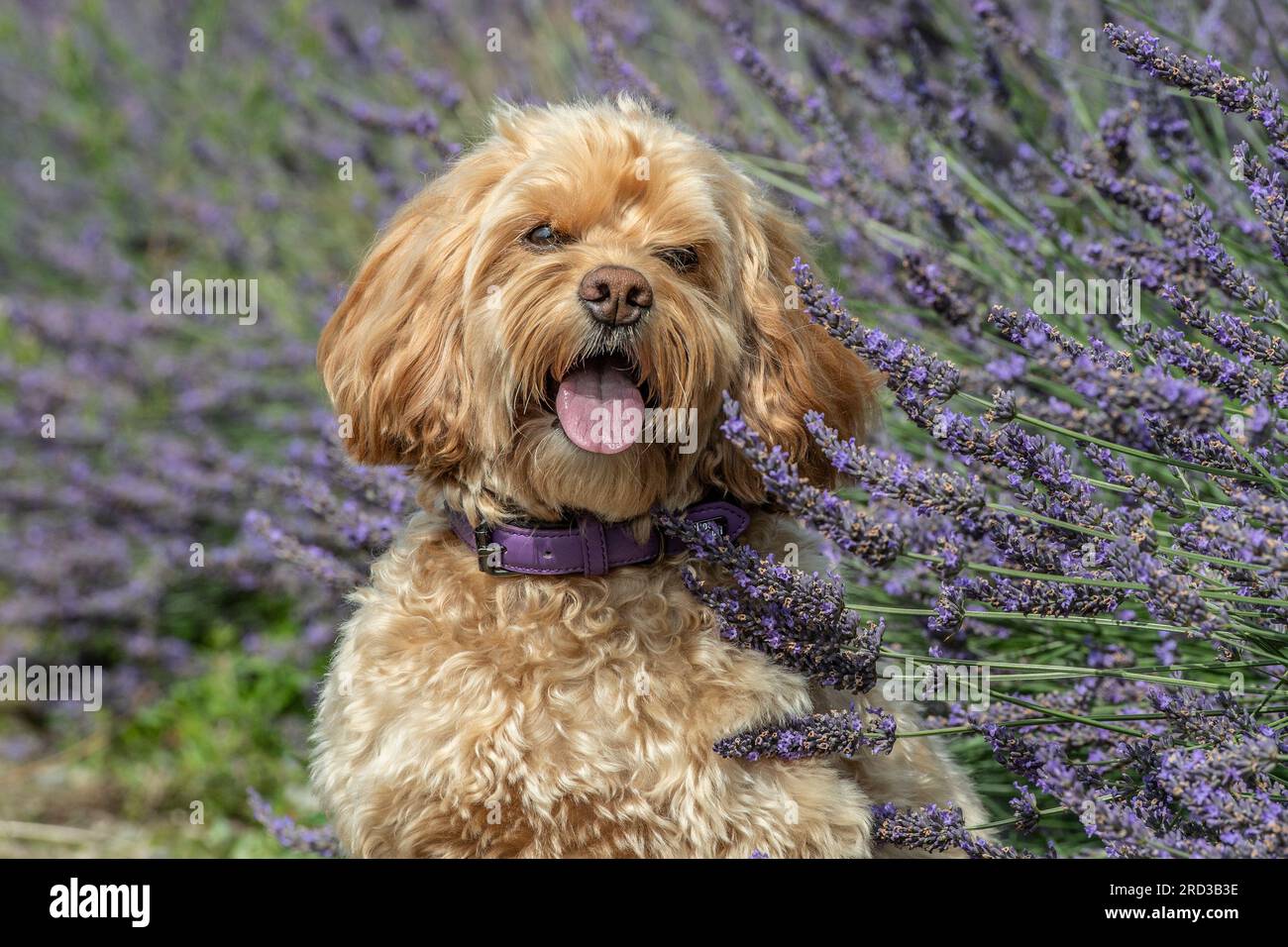 cockapoo dog in lavender flowers Stock Photo - Alamy