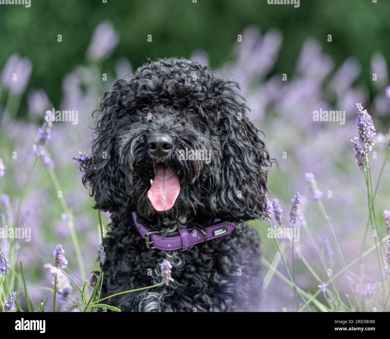cockapoo dog in lavender flowers Stock Photo - Alamy