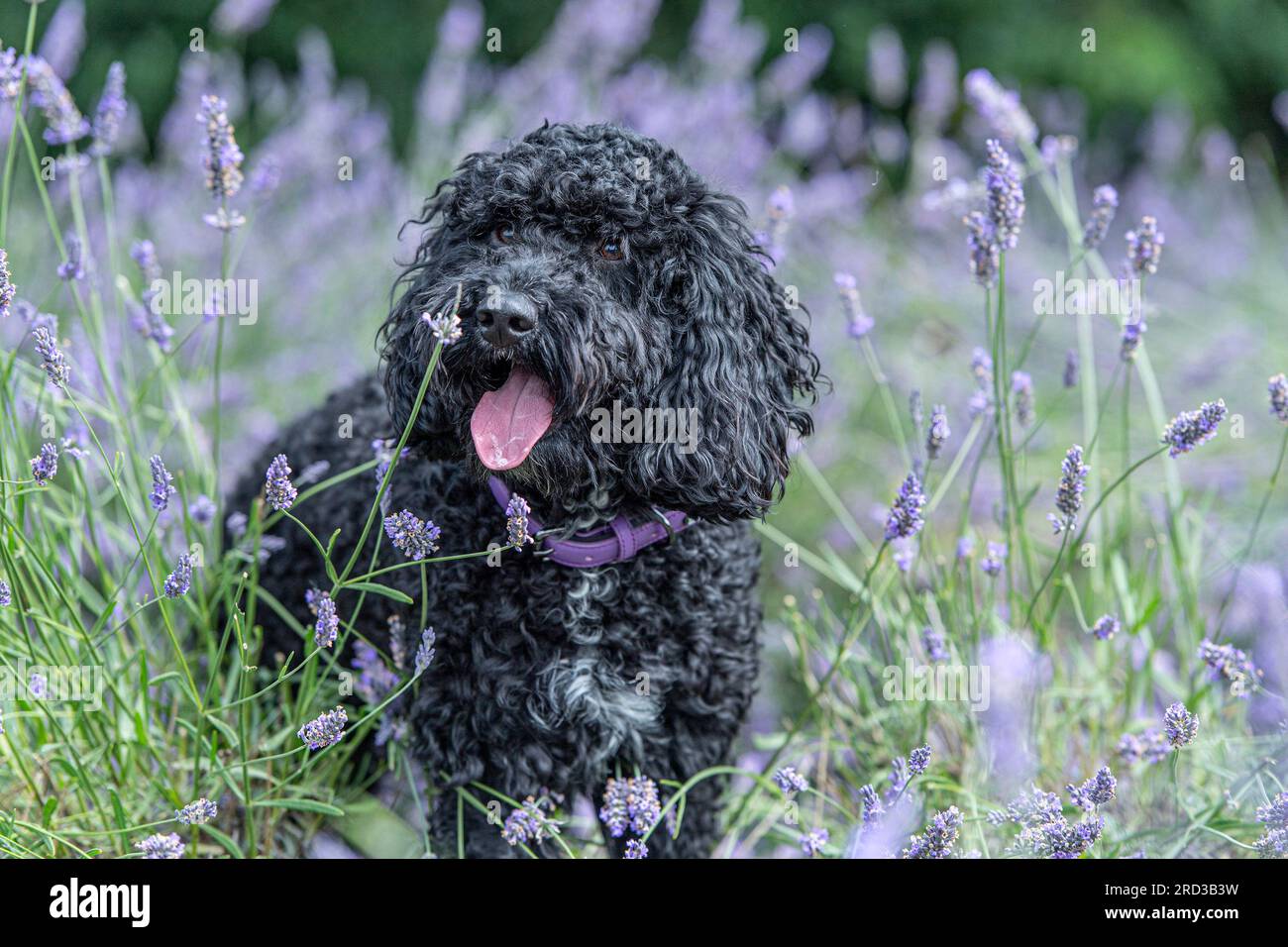 cockapoo dog in lavender flowers Stock Photo - Alamy