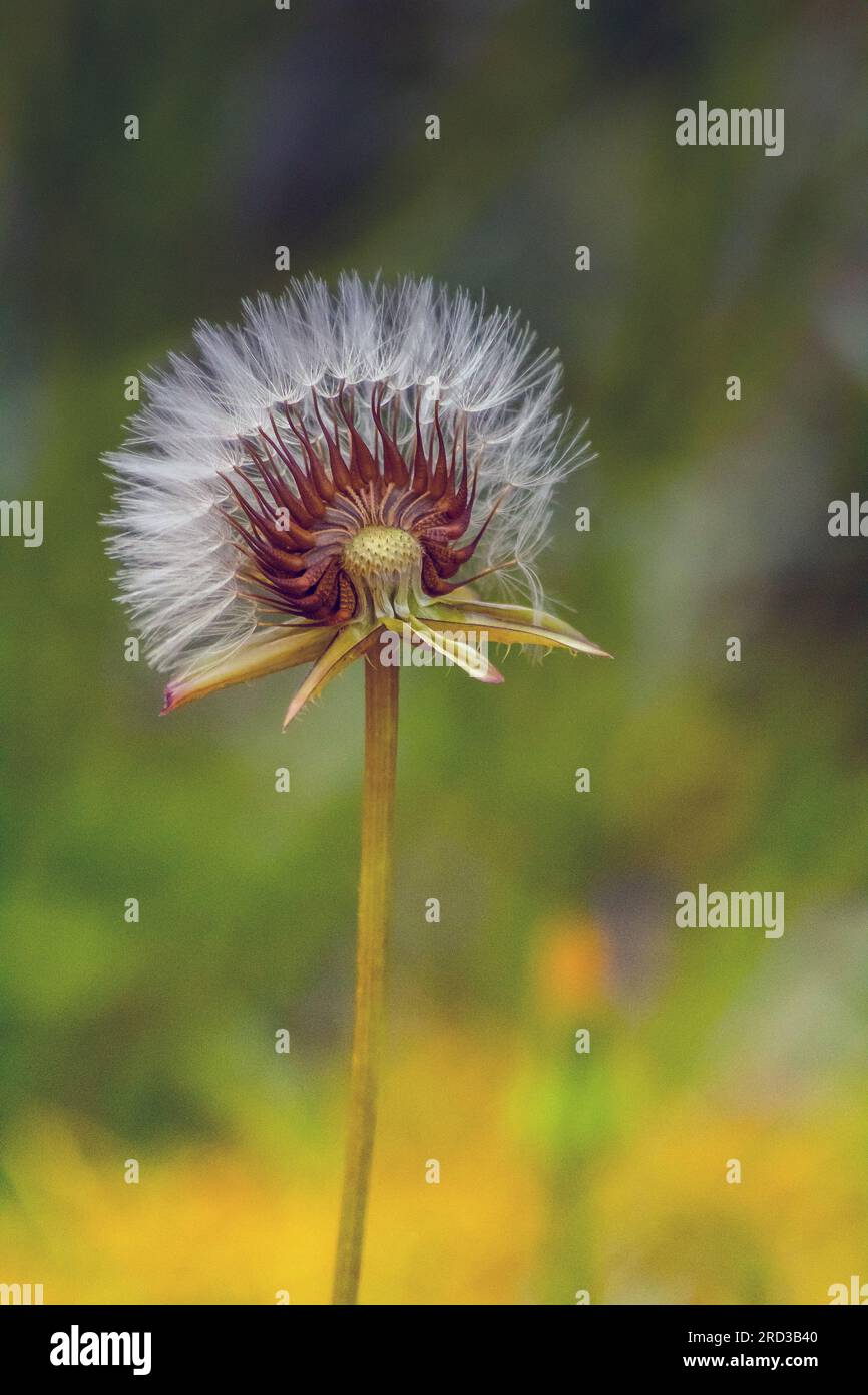 Common Dandelion: Plant Macro Photography Stock Photo - Alamy