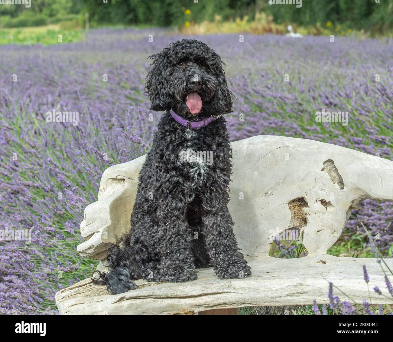 cockapoo dog sat on a garden chair Stock Photo - Alamy