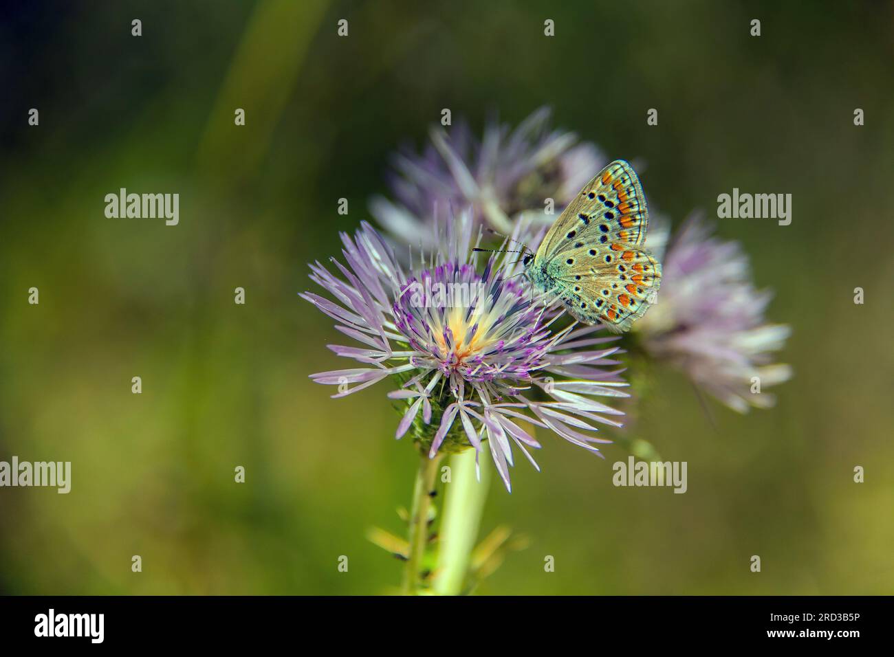 Common Blue: Insects Macro Photography Stock Photo - Alamy
