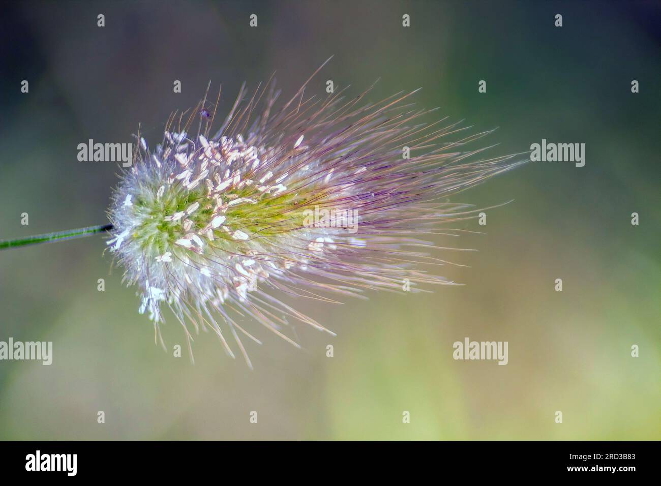 Close up hares tail hi-res stock photography and images - Alamy