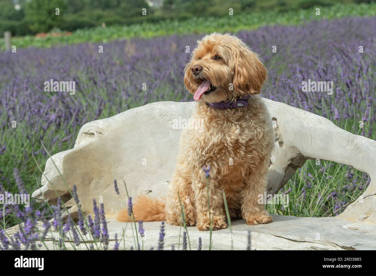 cockapoo dog sat on a garden chair Stock Photo - Alamy