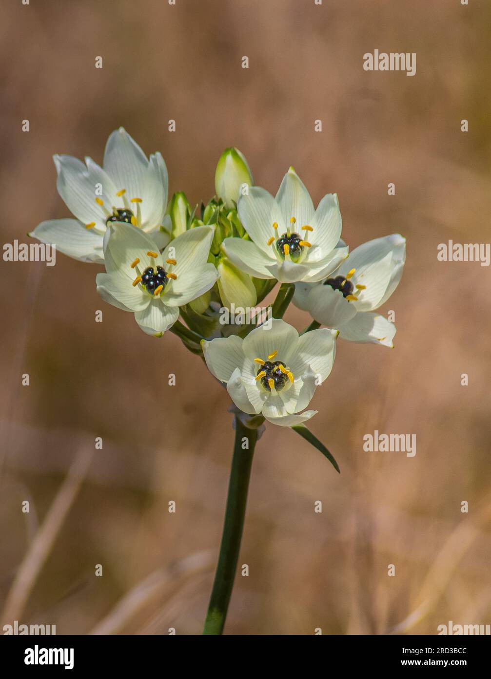 Intricacy of plant anatomy hi-res stock photography and images - Alamy