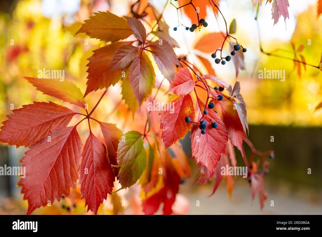 Beautiful red virginia creeper leaves on a tree branch on bright autumn ...