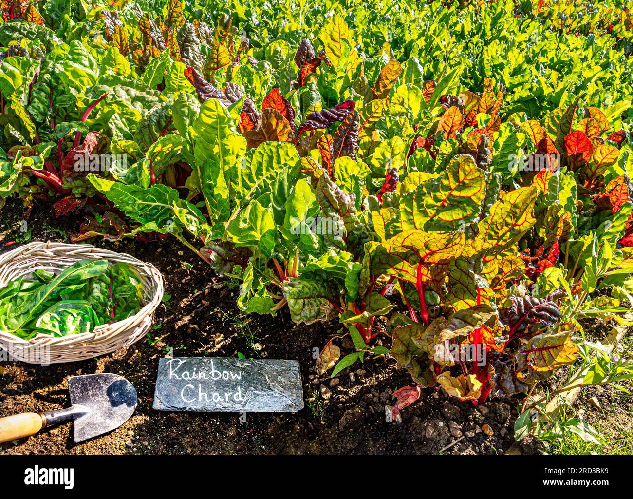 Rainbow Chard growing profusely and being selectively picked in a ...