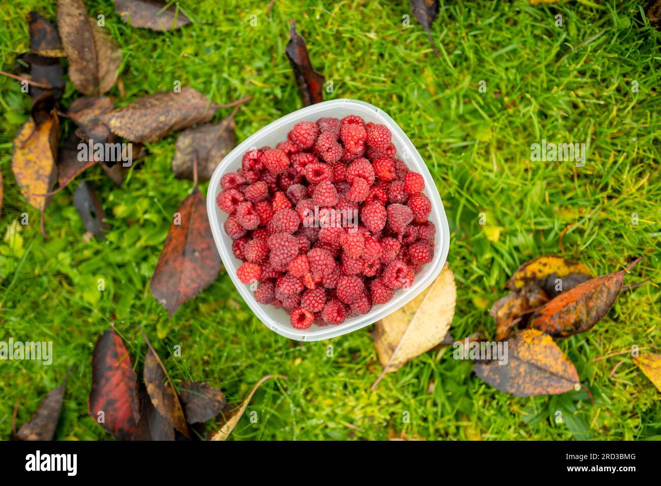 Fresh ripe raspberries under raspberry bush on late autumn day ...