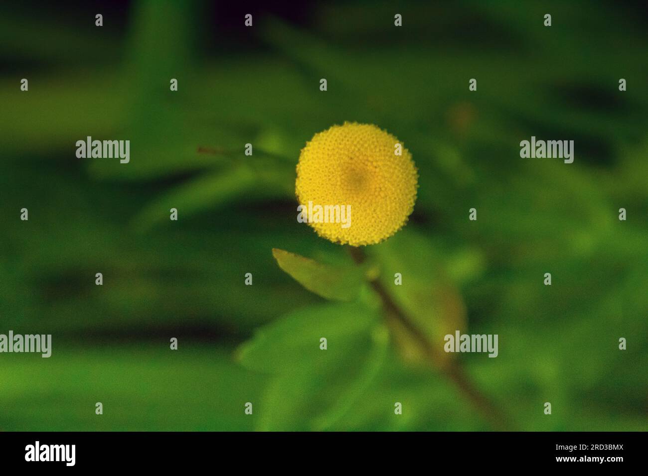 Brass buttons plant hi-res stock photography and images - Alamy