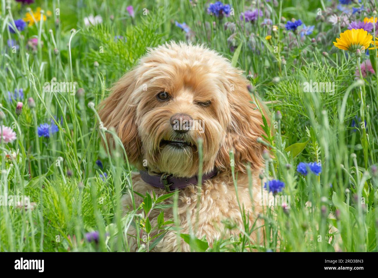 Cockapoo flowers hi-res stock photography and images - Alamy