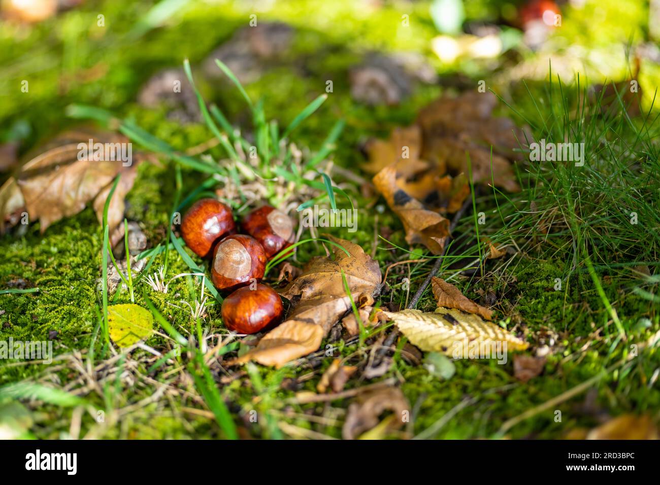 Chestnuts lying on the ground in autumn. Beauty in nature Stock Photo ...