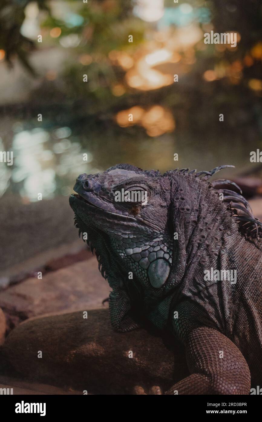 Closeup chameleon hi-res stock photography and images - Alamy