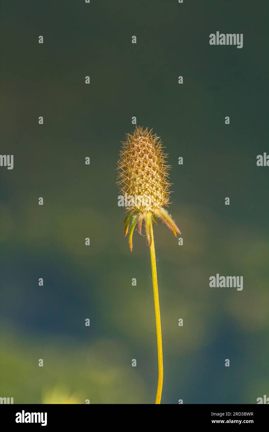 Teasels Unveiled: Captivating Macro Photography of a Fascinating Plant ...