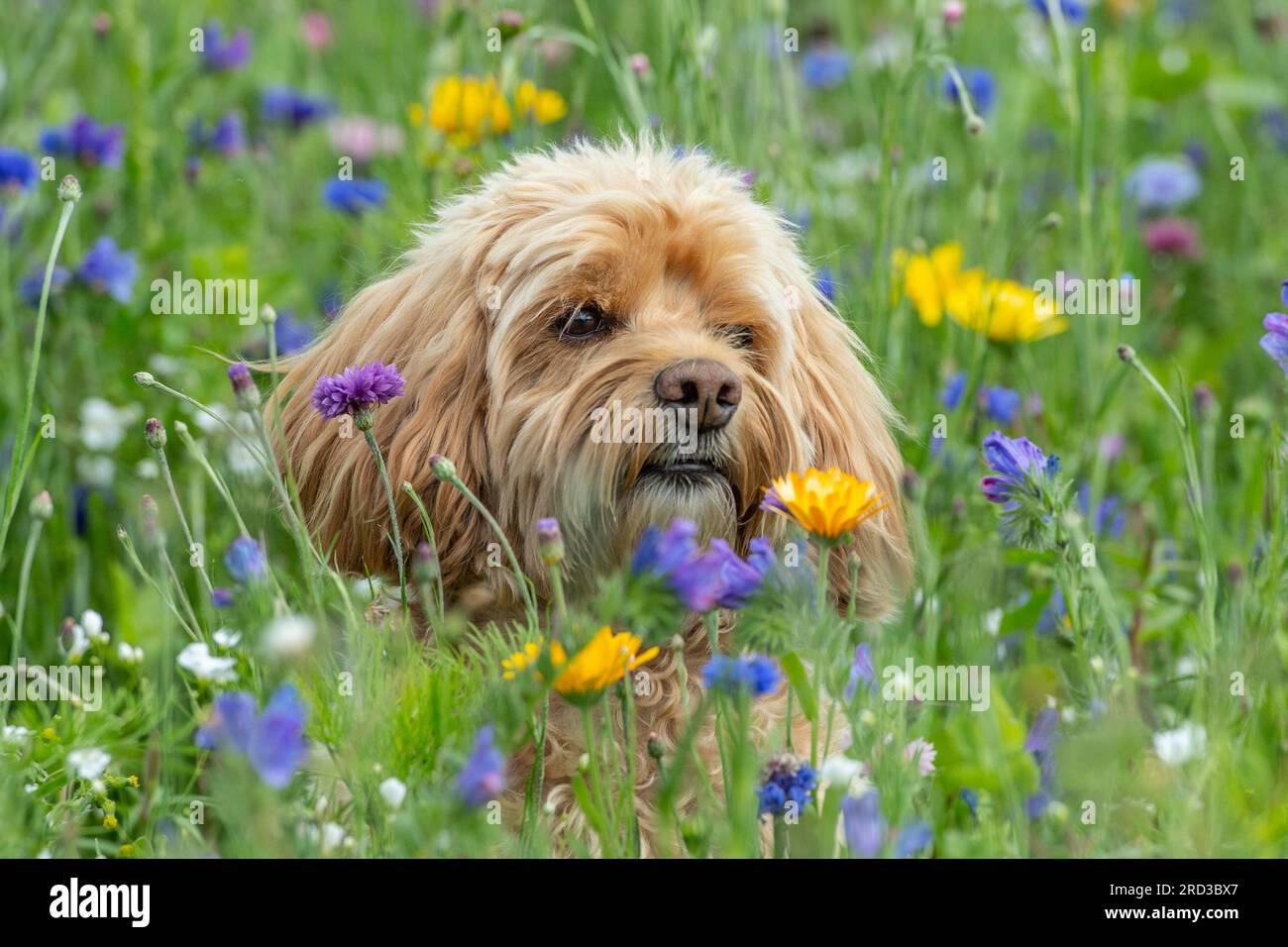 Cockapoo flowers hi-res stock photography and images - Alamy