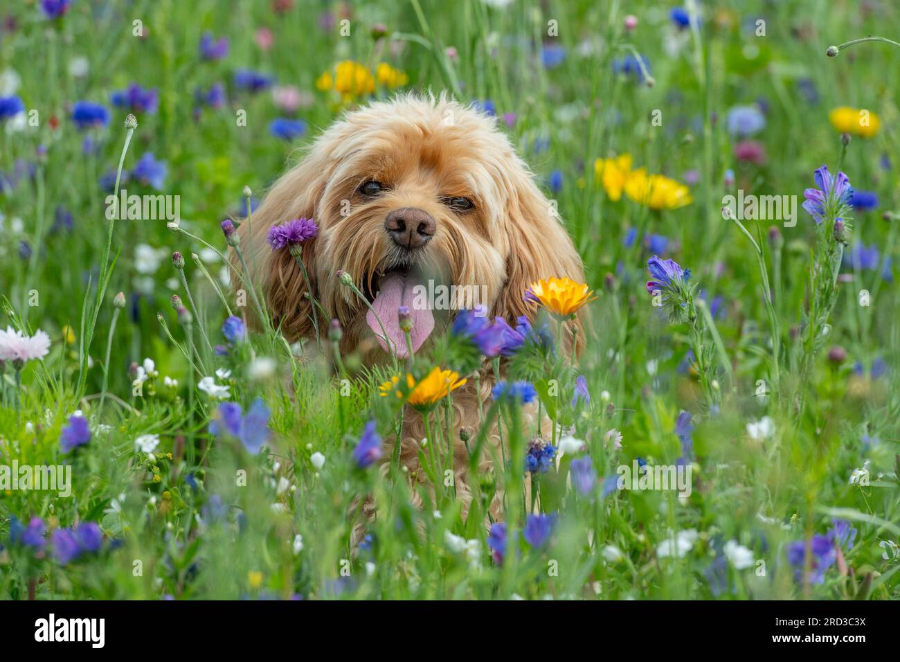 Cockapoo flowers hi-res stock photography and images - Alamy