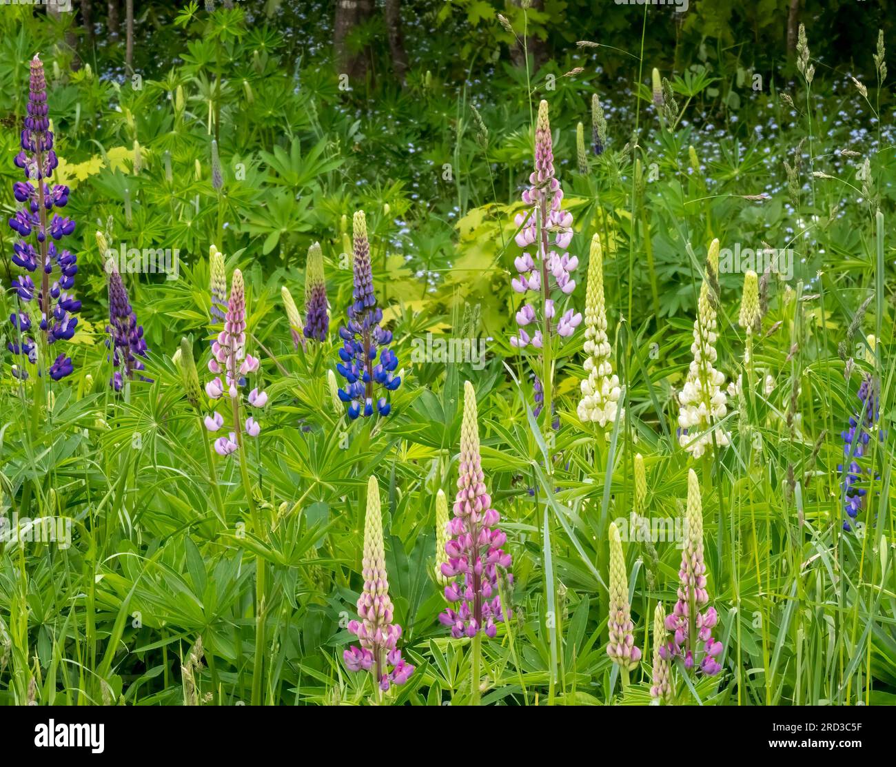 Bluebonnet lupine hi-res stock photography and images - Alamy