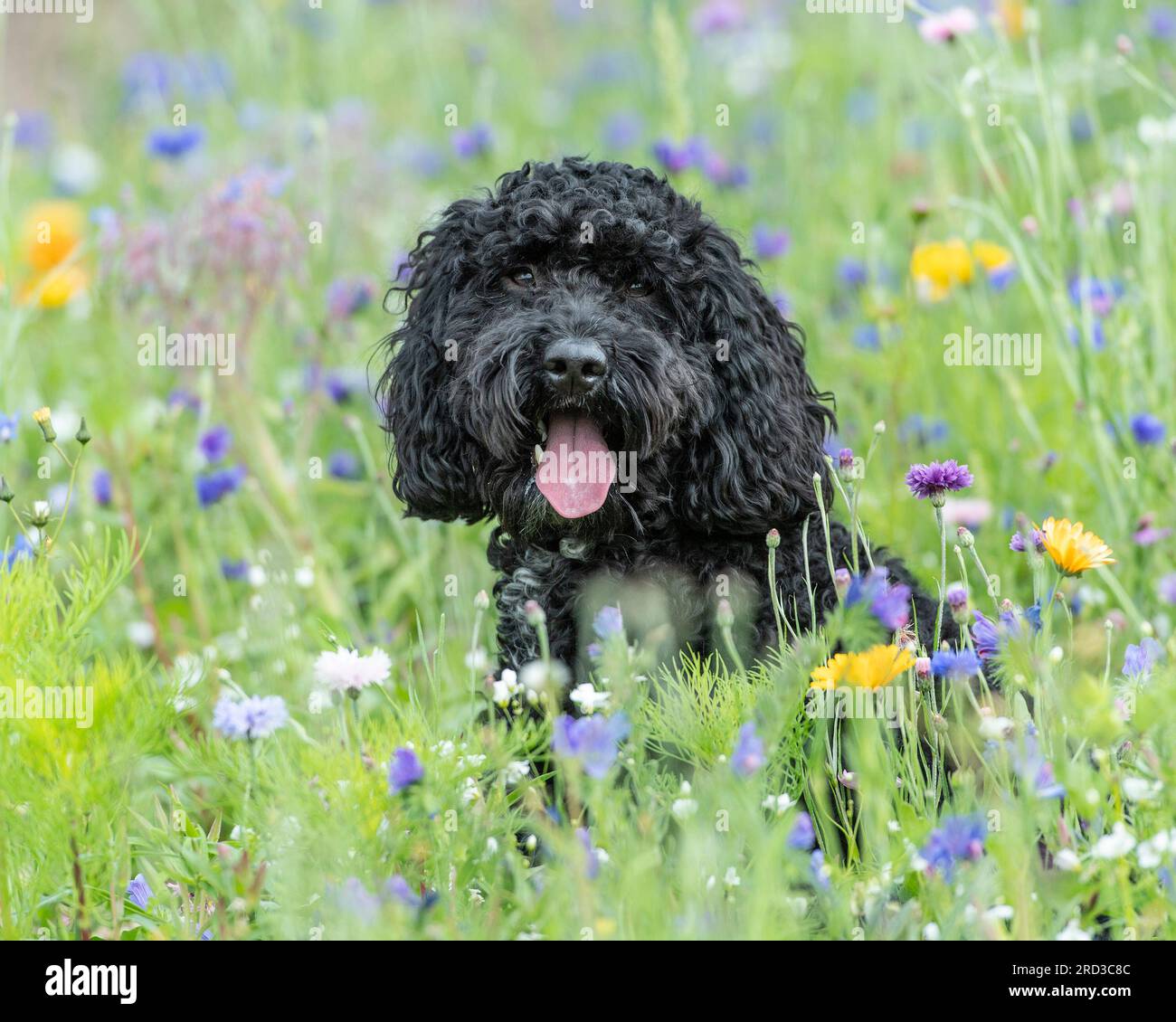 Cockapoo flowers hi-res stock photography and images - Alamy