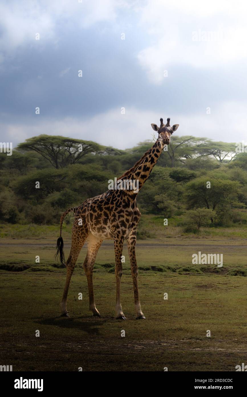 Wild majestic tall Maasai Giraffe in the savannah in the Serengeti ...