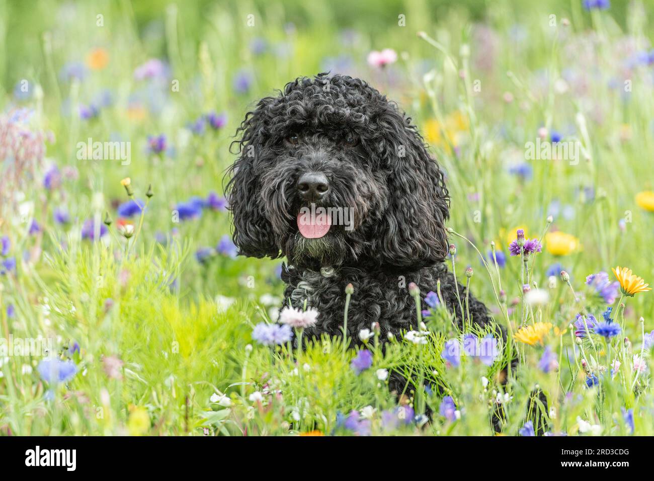 Cockapoo flowers happy hi-res stock photography and images - Alamy