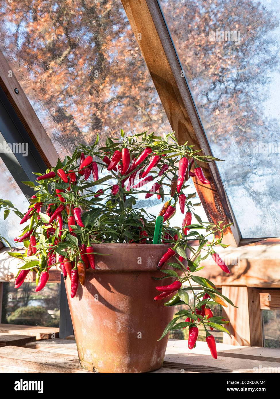 Red apache vegetable chilli peppers hi-res stock photography and images ...