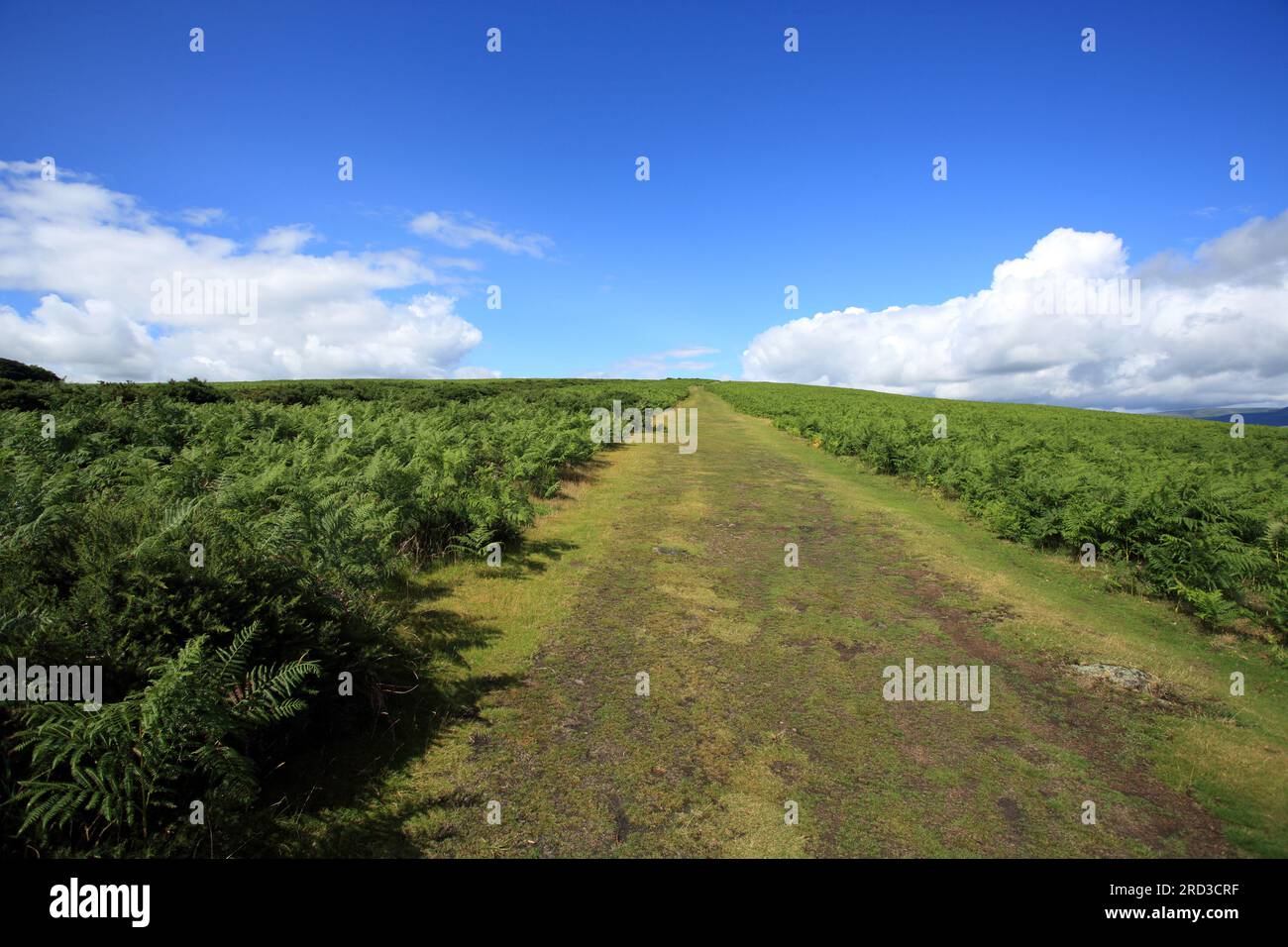 Hergest ridge, Kington, Herefordshire, England, UK Stock Photo - Alamy