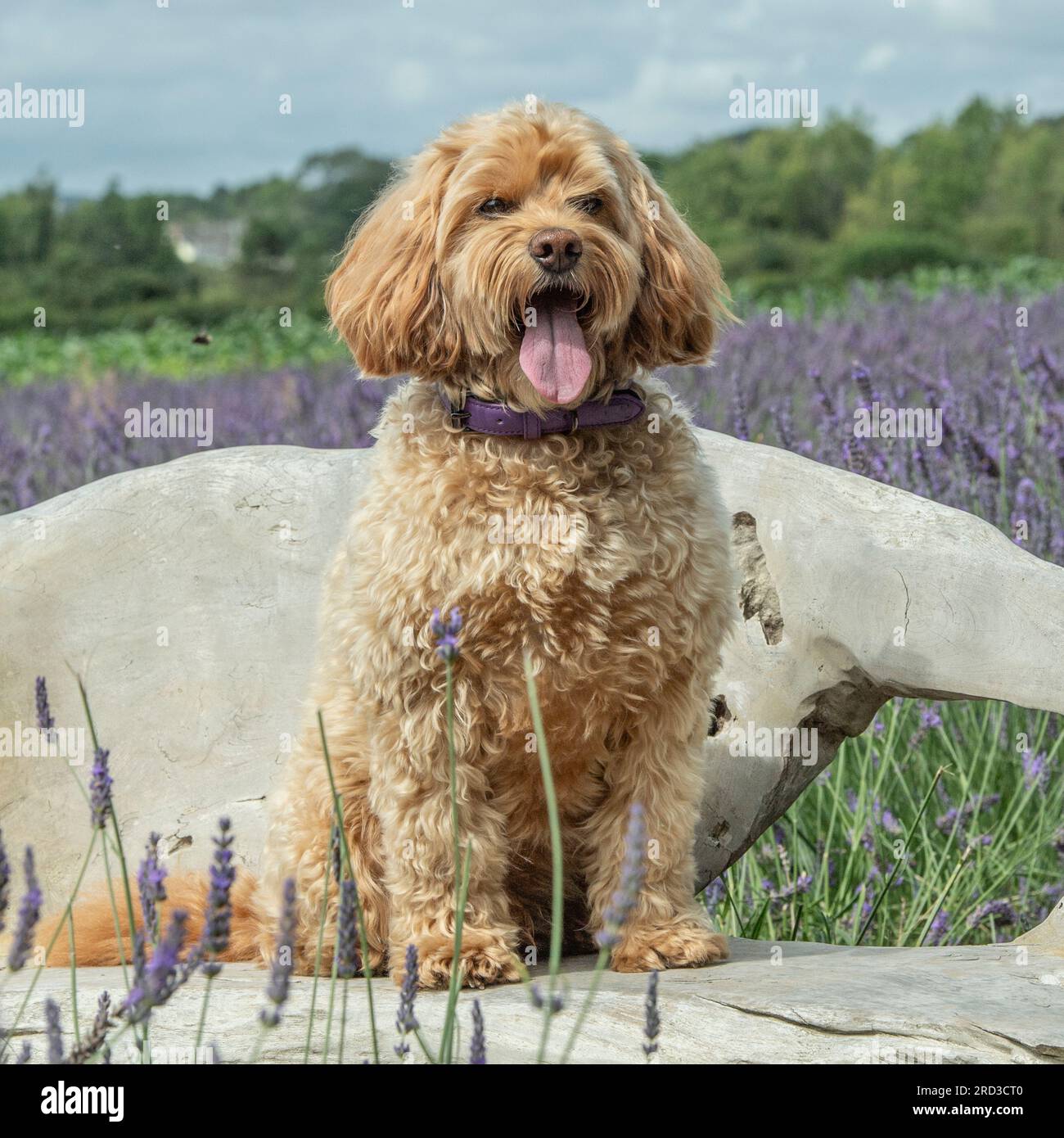 cockapoo sitting in garden Stock Photo - Alamy