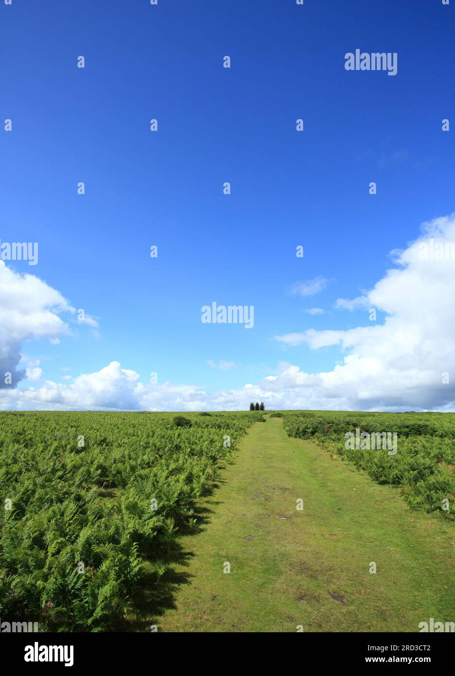 Hergest ridge, Kington, Herefordshire, England, UK Stock Photo - Alamy