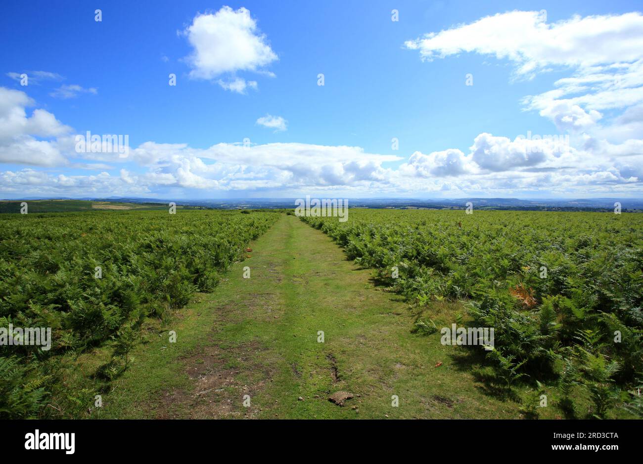 Hergest ridge, Kington, Herefordshire, England, UK Stock Photo - Alamy