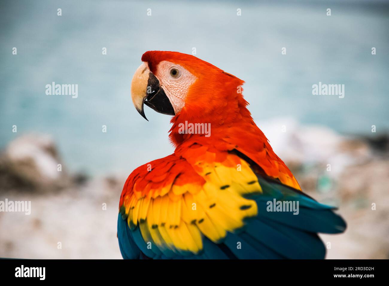 parrot / Macaw Close Up portrait Stock Photo - Alamy