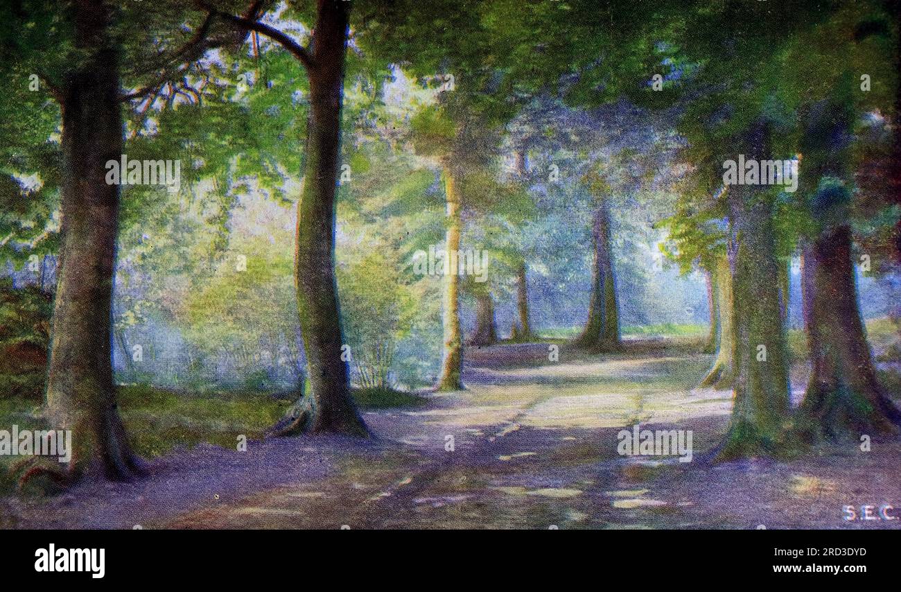 The Holt, Rowlands Castle, a wooded area close to Portsmouth. Return ...