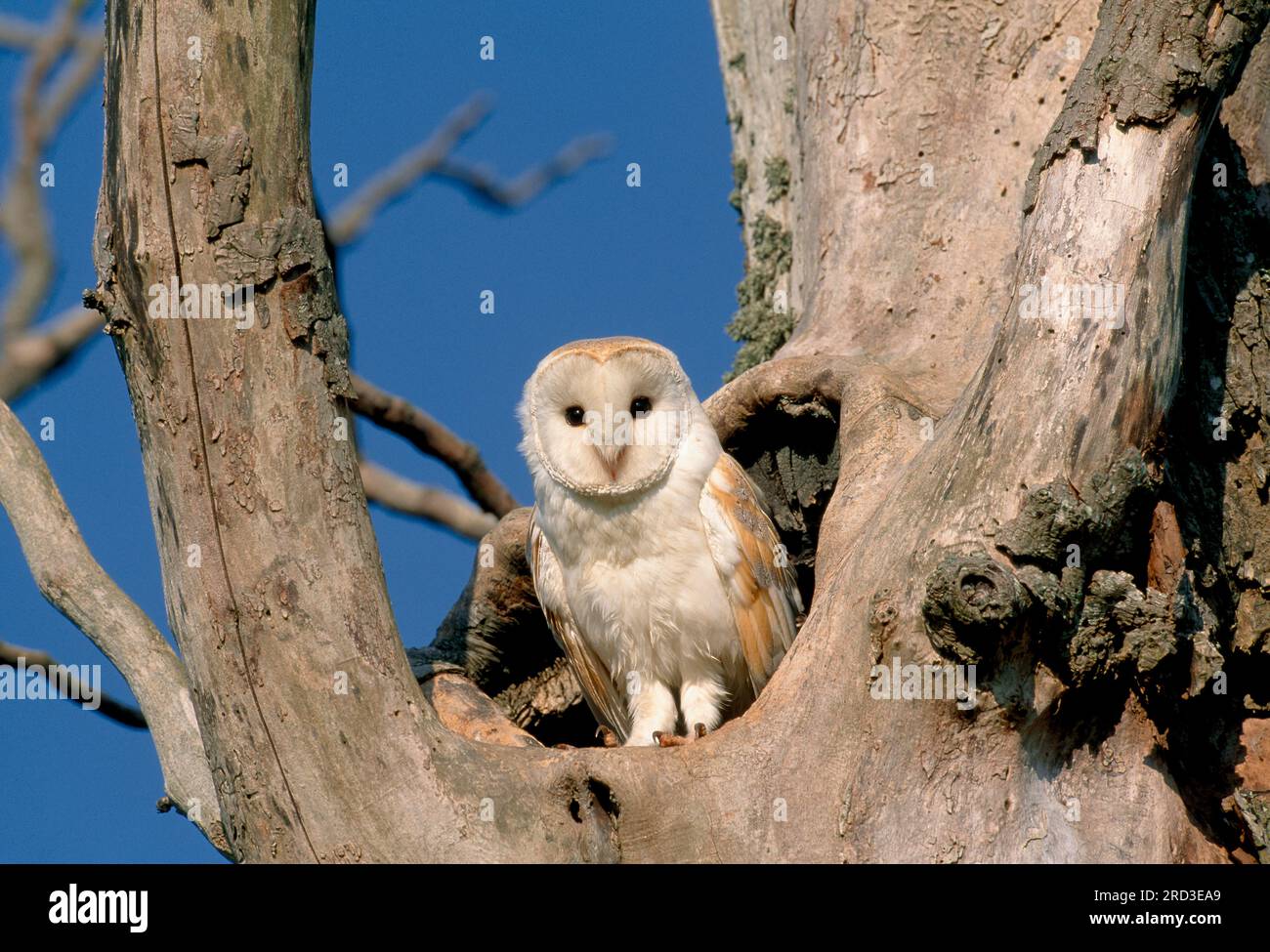 Barn Owl (Tyto alba) adult at entrance to nest cavity in dead Elm tree ...