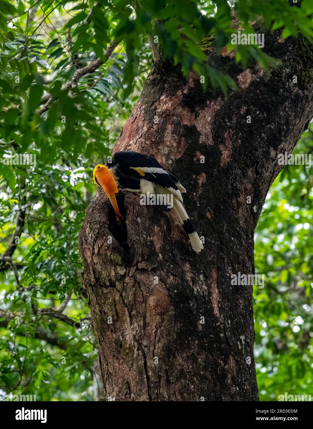 Explore the Enchanting Great Indian Hornbill: Nesting and Feeding ...