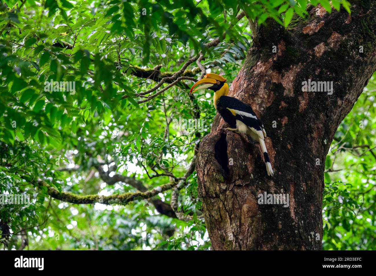 Explore the Enchanting Great Indian Hornbill: Nesting and Feeding ...