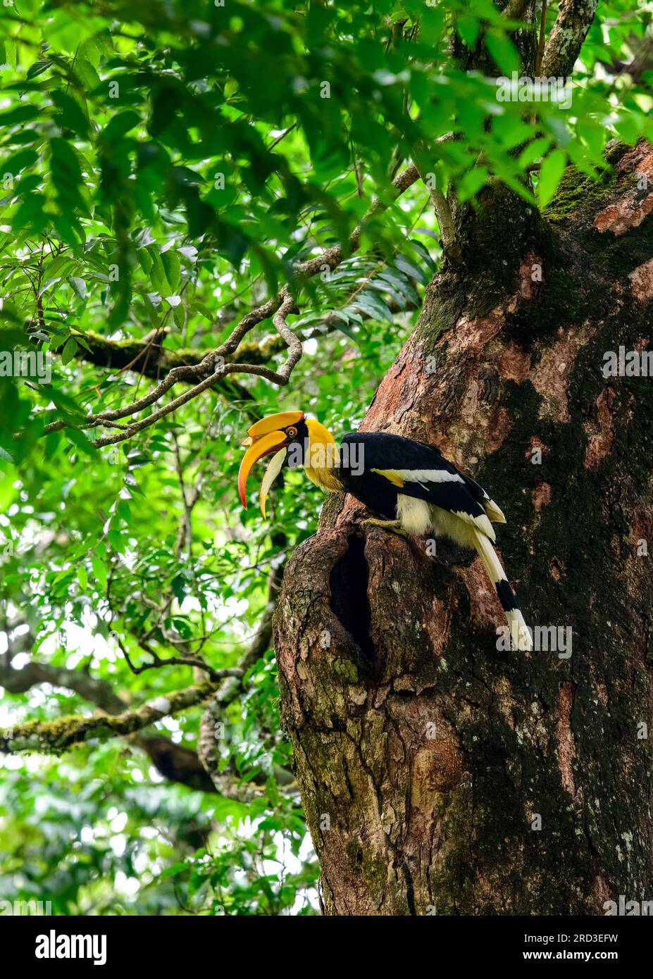 Explore the Enchanting Great Indian Hornbill: Nesting and Feeding ...