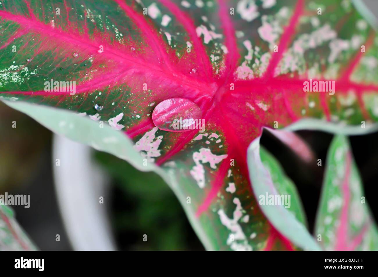 Caladium, Caladium Bicolor Vent or Caladium bicolor and rain droplet ...